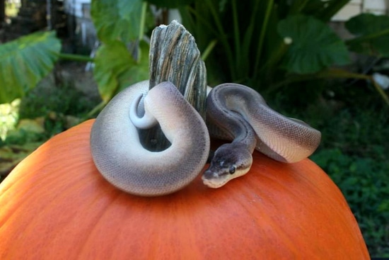 Super Cinnamon Genetic Stripe Ball Python by HydeAway Snakes