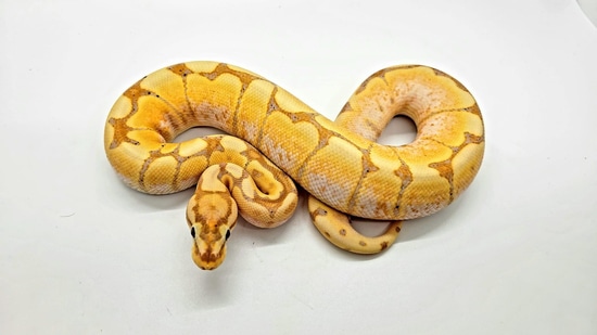 Banana Spider Ball Python by HydeAway Snakes