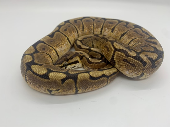 Spider Possibly Orange Dream Het Pied Ball Python by HydeAway Snakes
