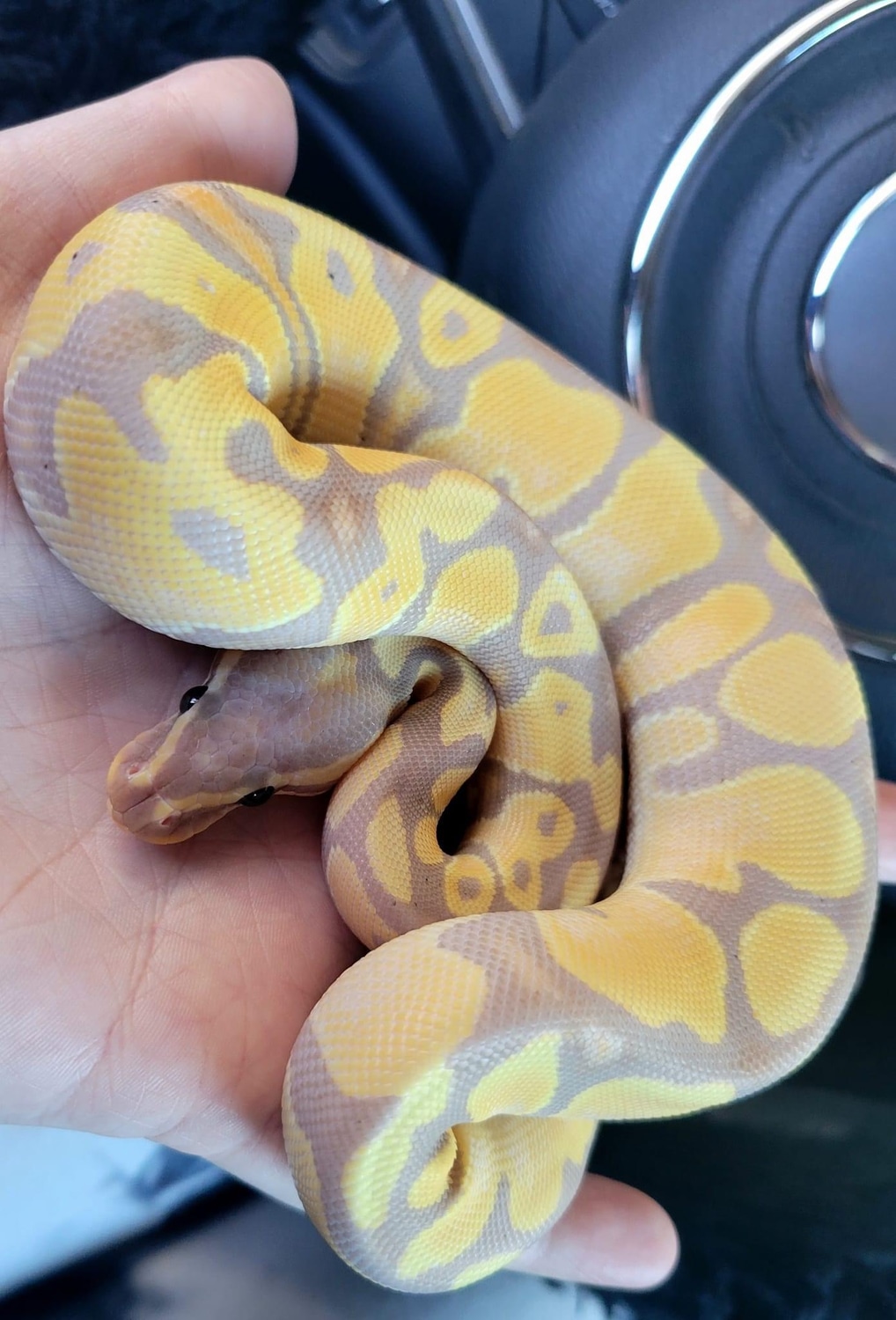 Coral Glow Orange Dream Possibly Enchi Ball Python by HydeAway Snakes ...