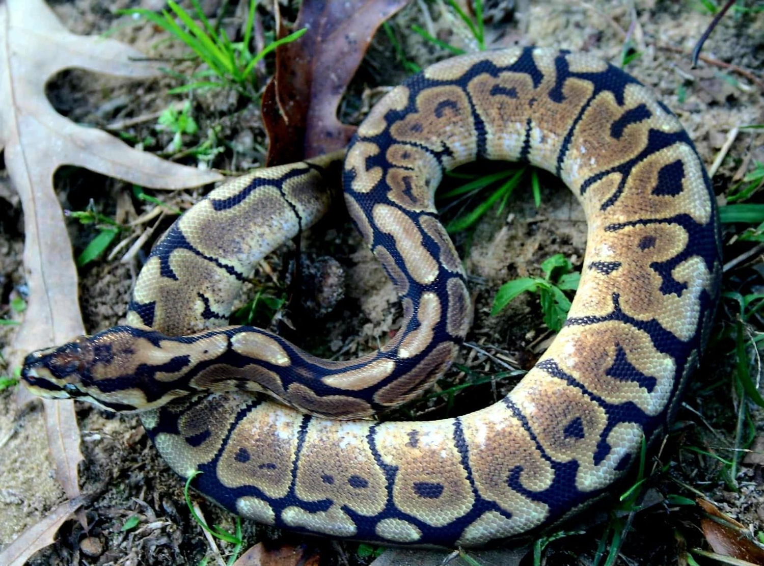 Spider Het Pied Ball Python by HydeAway Snakes - MorphMarket