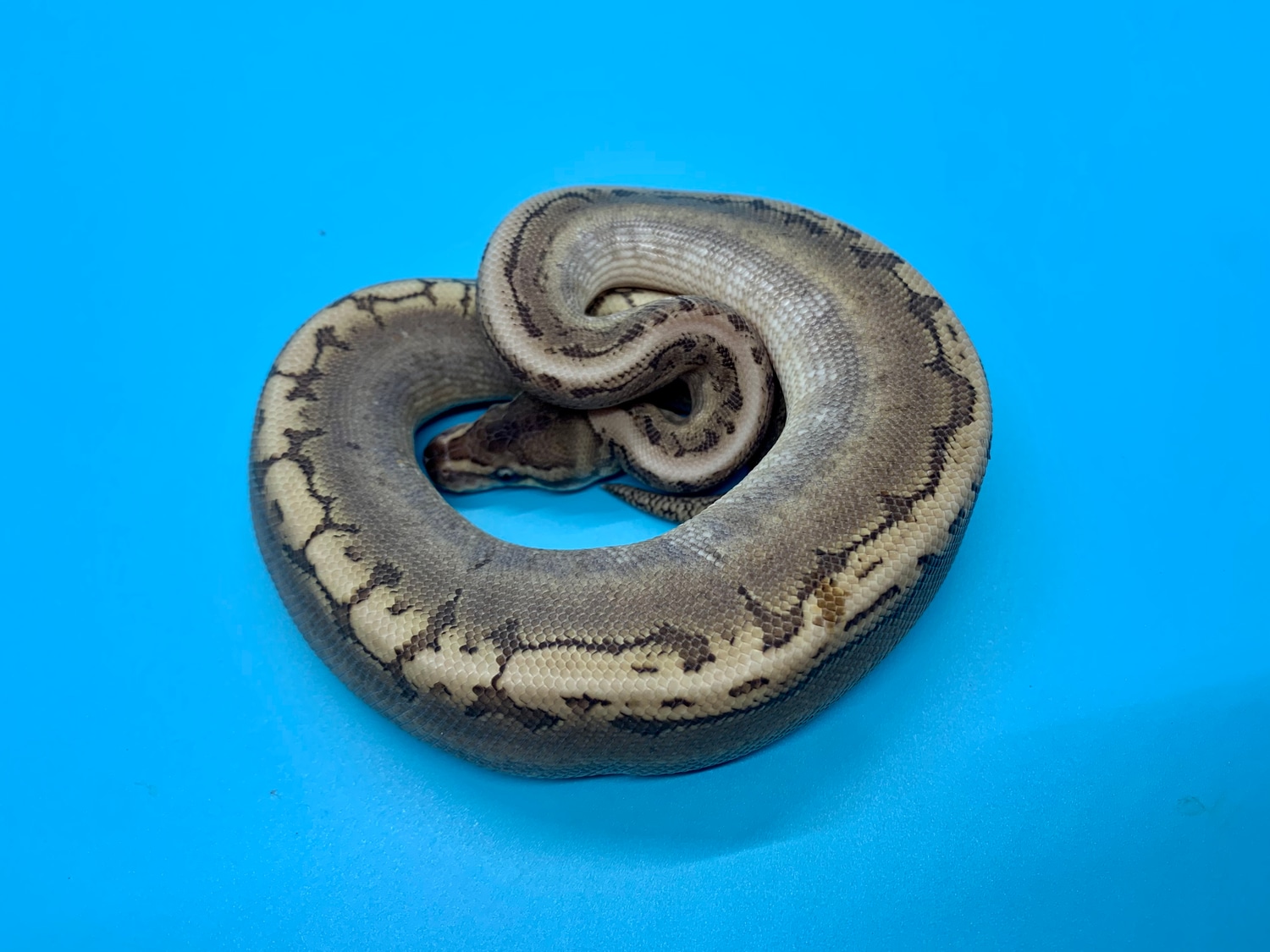 Bamboo Cinnamon Calico Pinstripe Ball Python by HydeAway Snakes ...