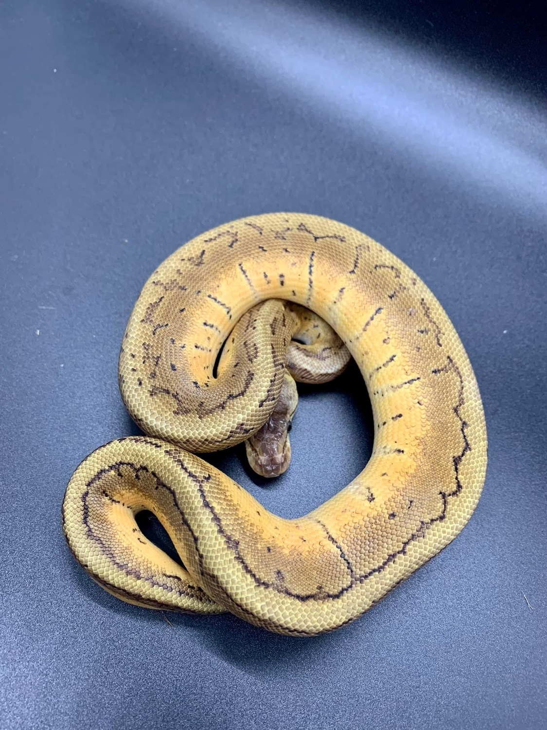 Lemonblast Ball Python by HydeAway Snakes - MorphMarket