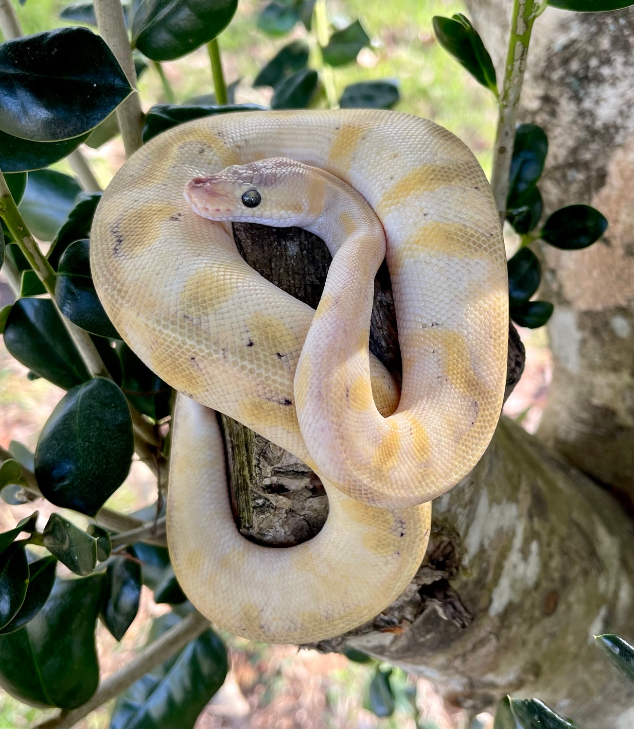 Champagne Fire Pastel Enchi Het Hypo Ball Python by HydeAway Snakes ...