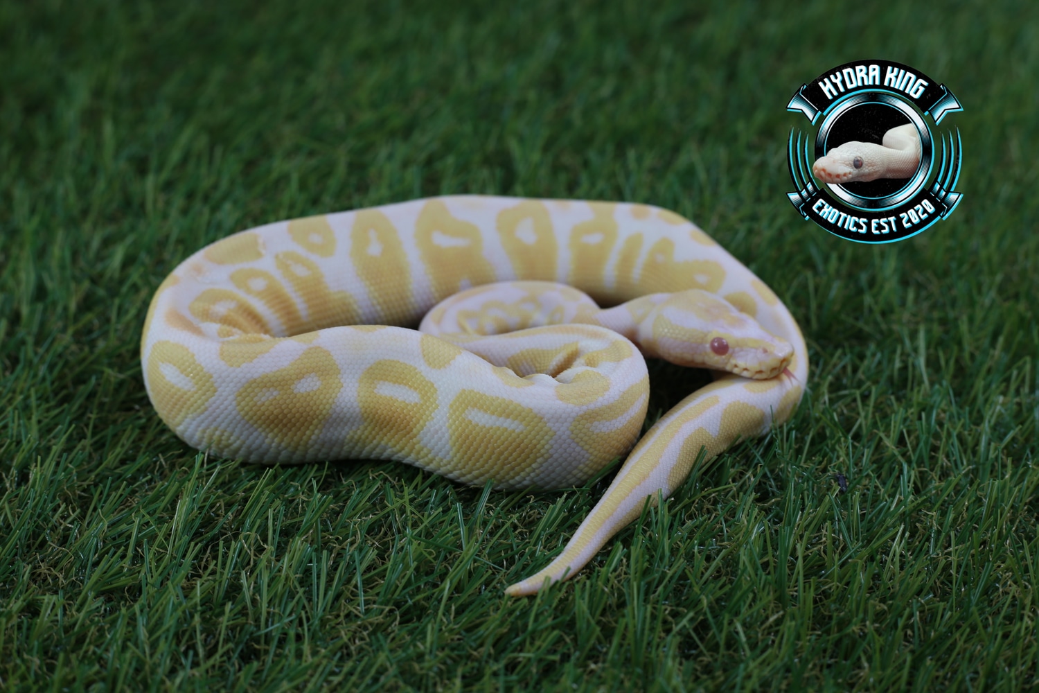 Pastel Albino Het Ultramel Ball Python by Hydra King Exotics - MorphMarket