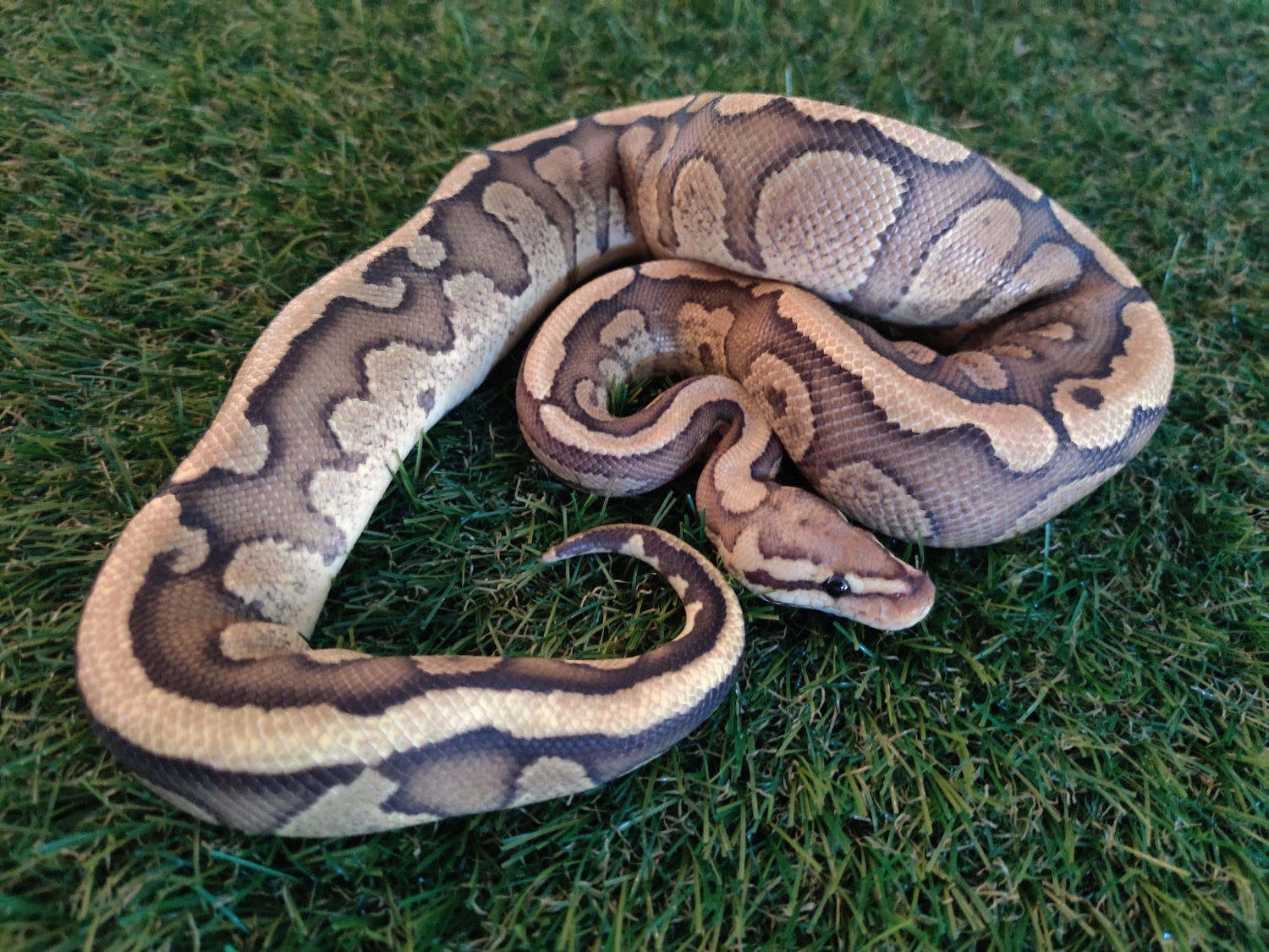 Fire Red Stripe Het Clown (Available As A Pair For £500 With A Male ...