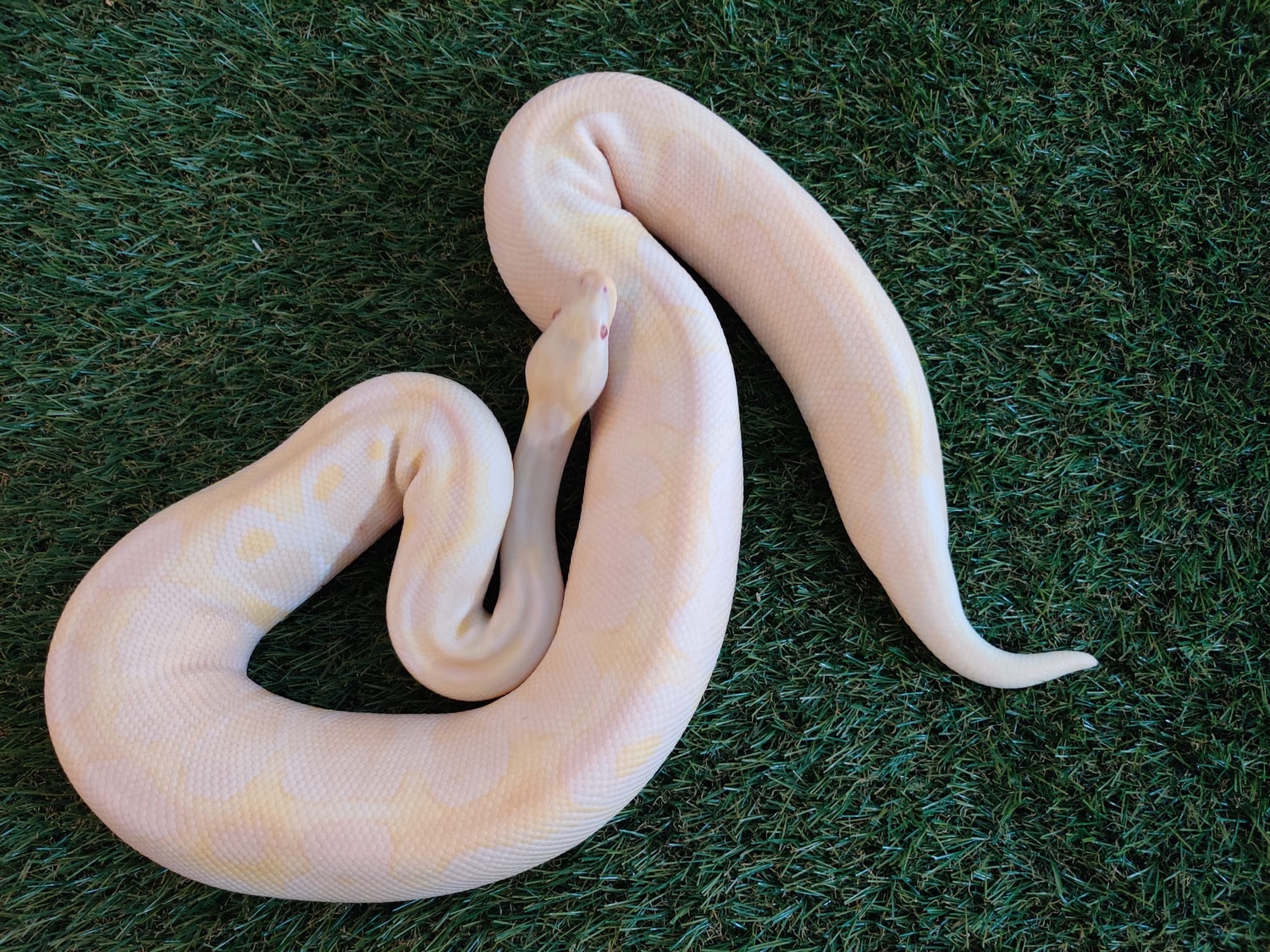 Albino Het Ultramel Ball Python by Hydra King Exotics - MorphMarket