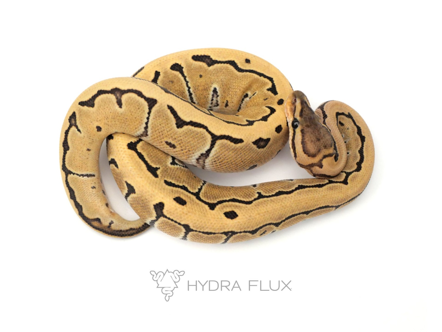Pinstripe Desert Ghost Ball Python by Hydra Flux - MorphMarket