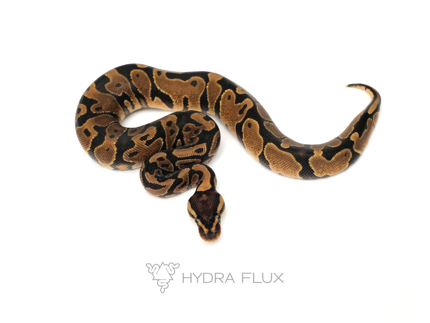 Yellow Belly Het Desert Ghost Ball Python by Hydra Flux - MorphMarket