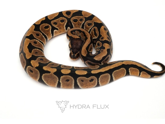 Het Desert Ghost Ball Python by Hydra Flux