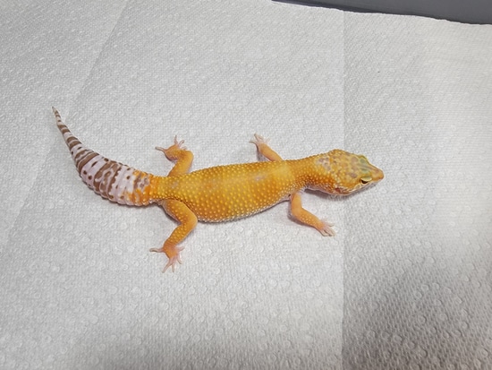 TSF Sunglow Het Inferno Leopard Gecko by Mythical Reptiles