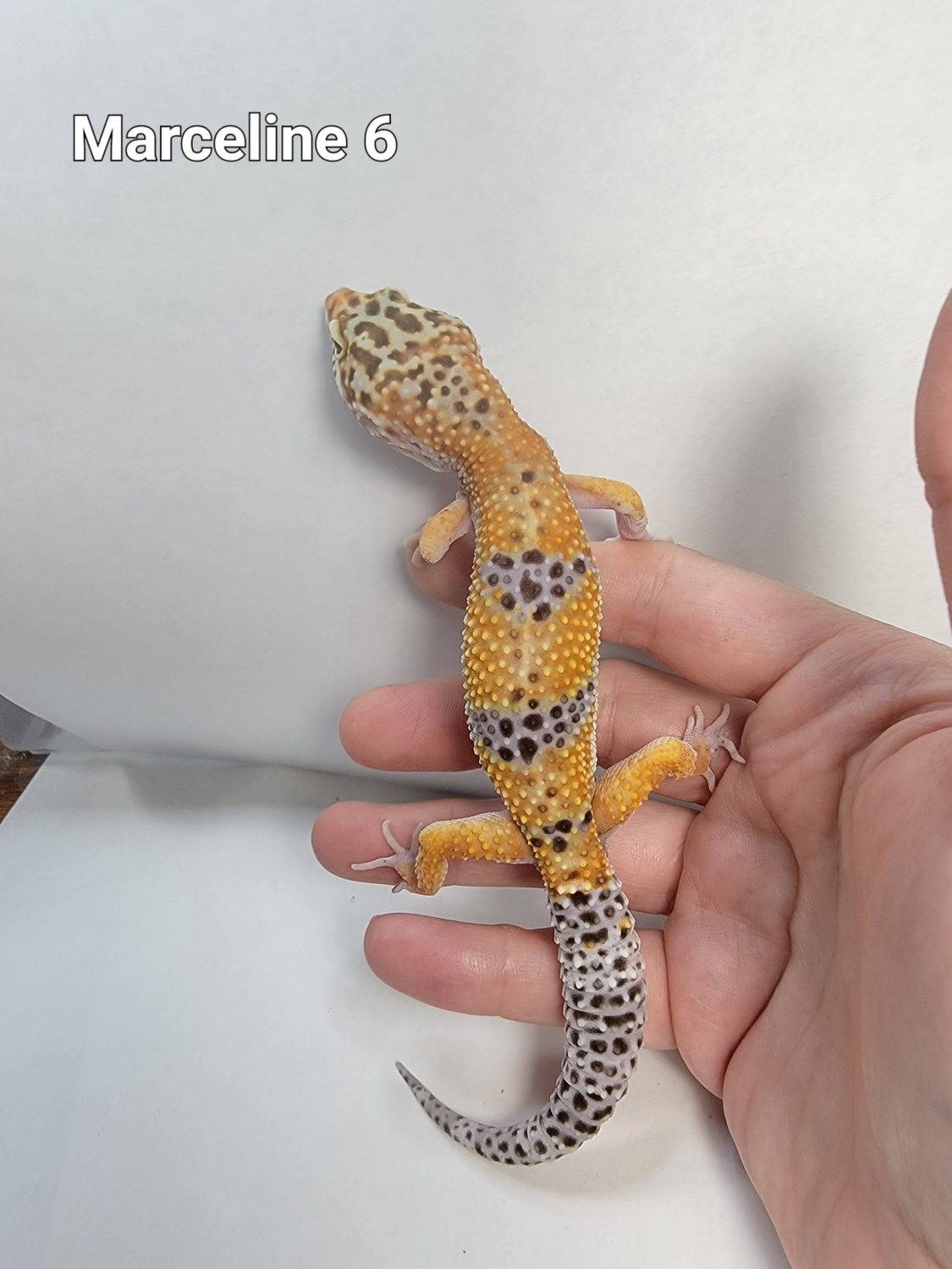 Tangerine Het Inferno TSM Leopard Gecko by Mythical Reptiles - MorphMarket