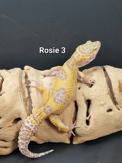 2022 Female Tremper Het Inferno Het Midnight Blizzard Leopard Gecko by ...