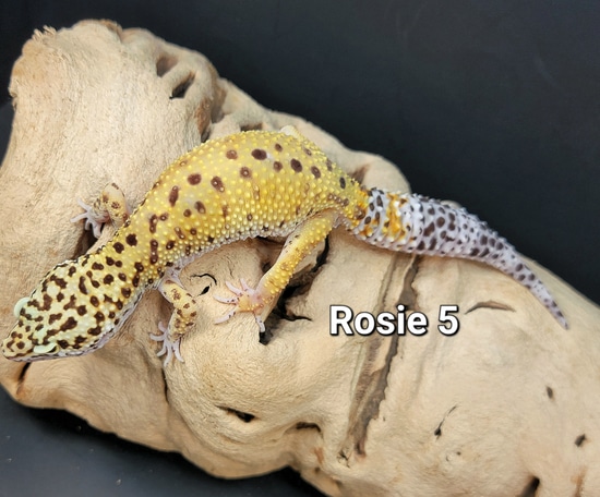 July Half Off Sale! INFERNO HET Midnight Blizzard Leopard Gecko by ...