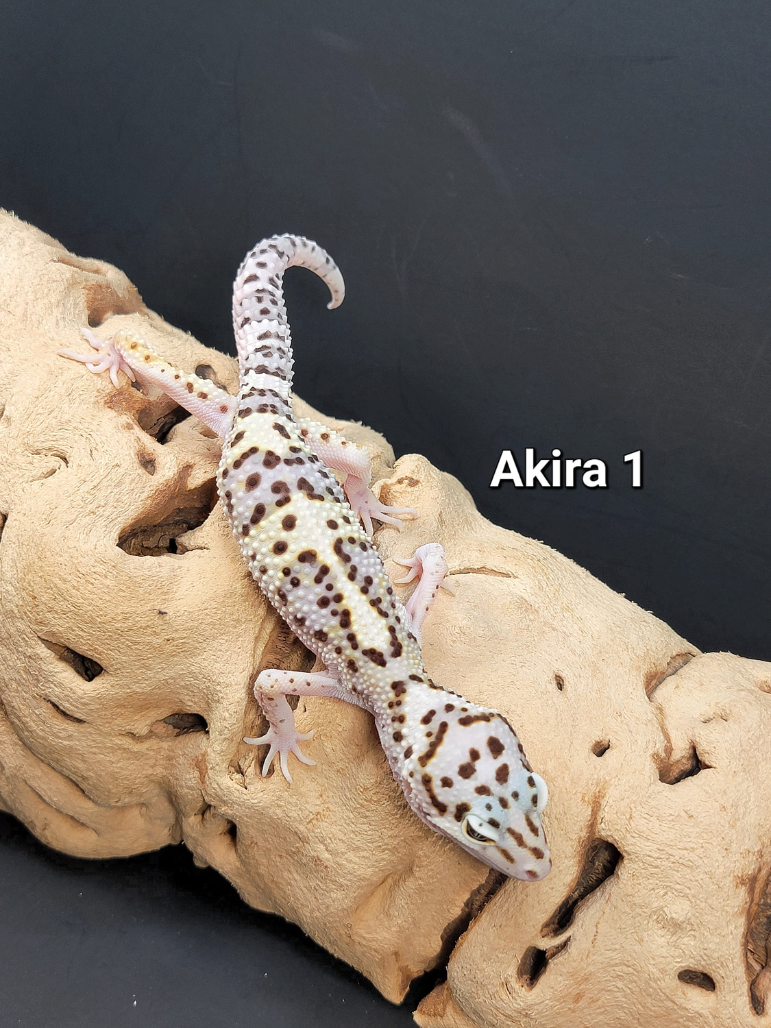 Male Mack Snow White And Yellow Leopard Gecko by Mythical Reptiles ...