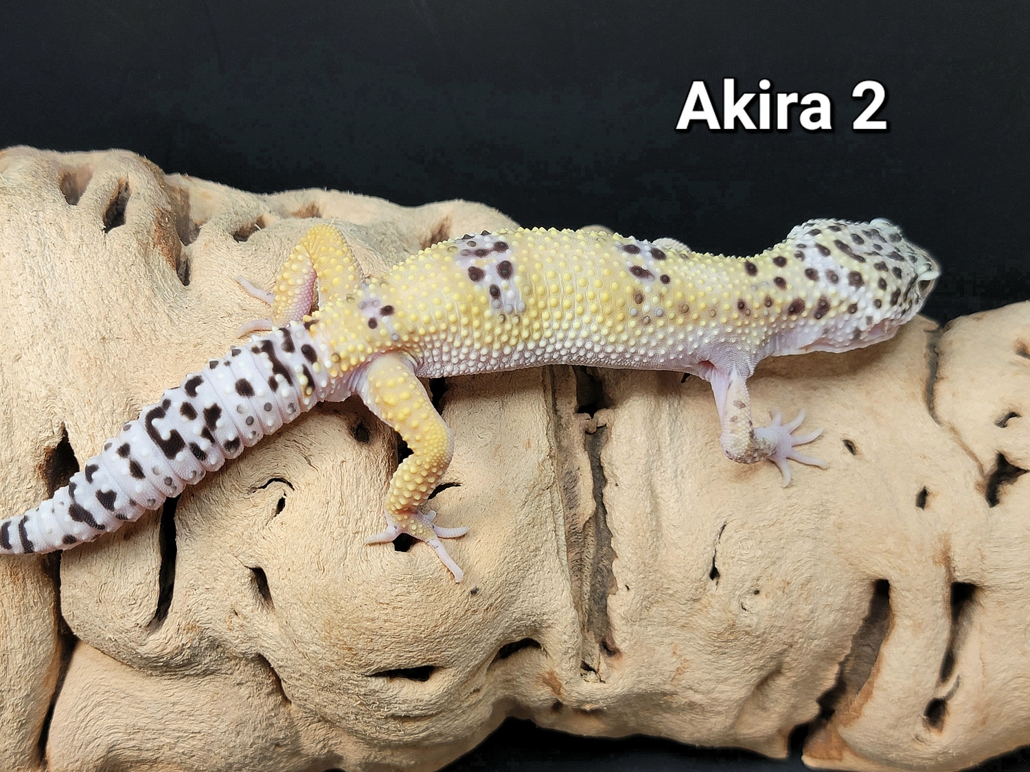 Mack Snow White And Yellow Leopard Gecko by Mythical Reptiles - MorphMarket
