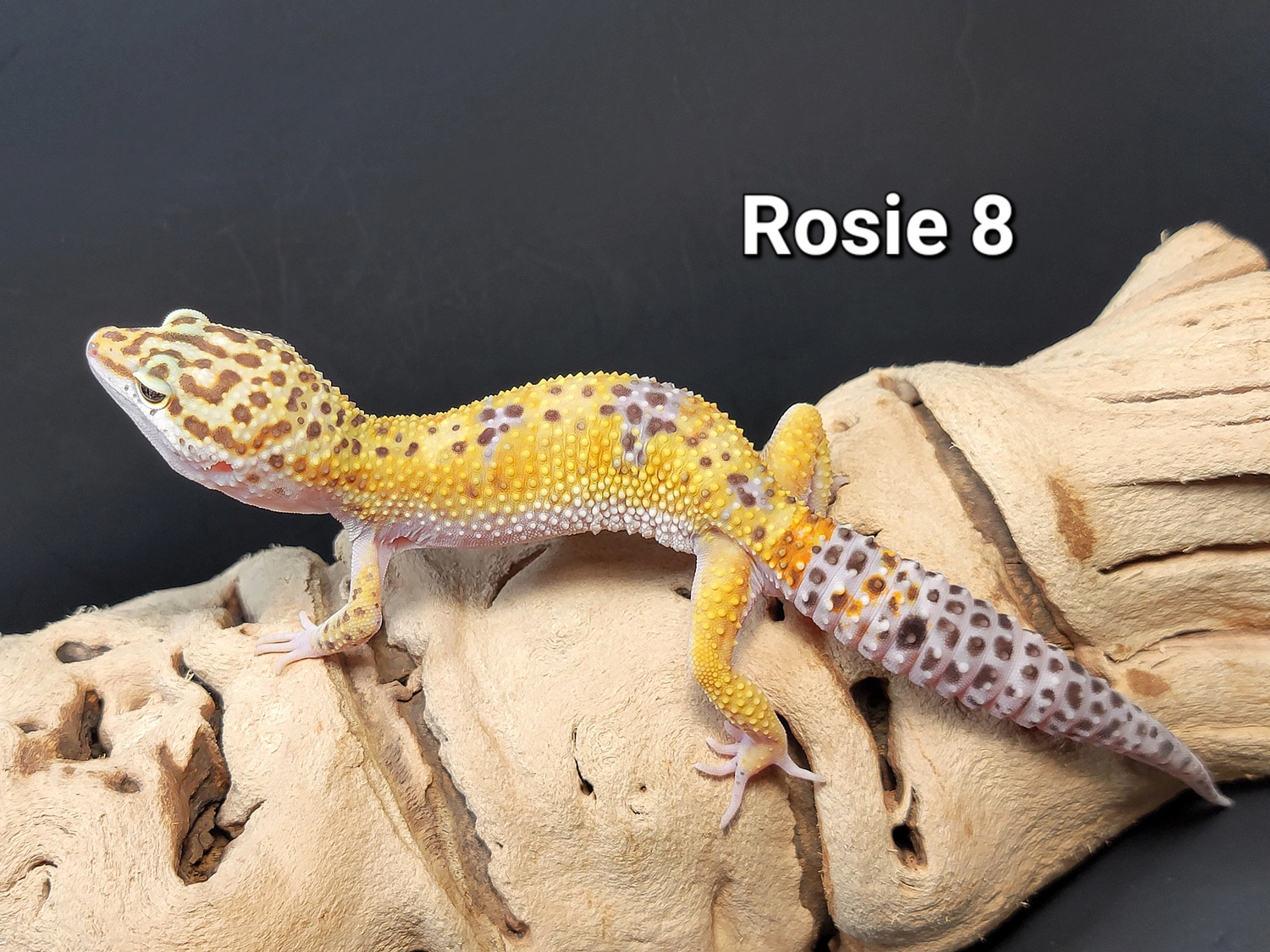 Inferno Het Midnight Blizzard Leopard Gecko by Mythical Reptiles ...