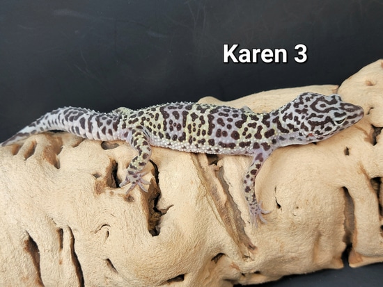 July Sale! Godzilla Mack Snow Female Pos Giant Leopard Gecko by ...
