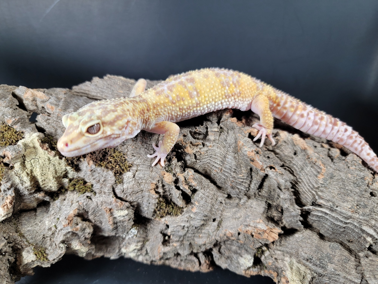 Tremper Leopard Gecko by Mythical Reptiles - MorphMarket