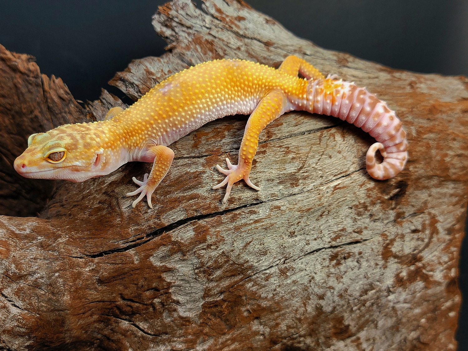 Osiris Sunglow Leopard Gecko by Mythical Reptiles - MorphMarket
