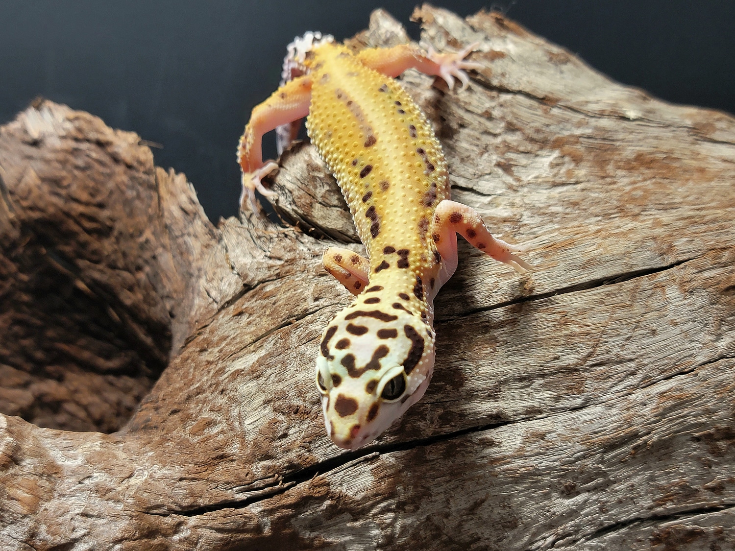 Tangerine Bold Stripe Lineage Leopard Gecko by Mythical Reptiles ...