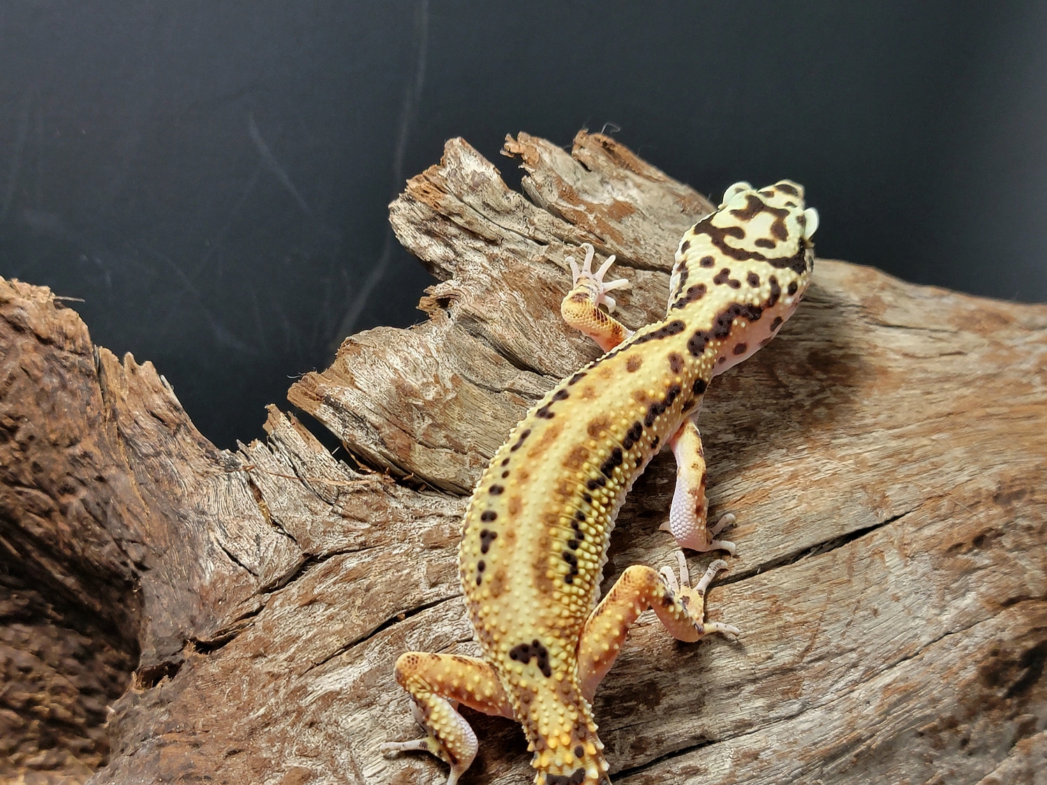 Tangerine Bold Stripe Leopard Gecko by Mythical Reptiles - MorphMarket