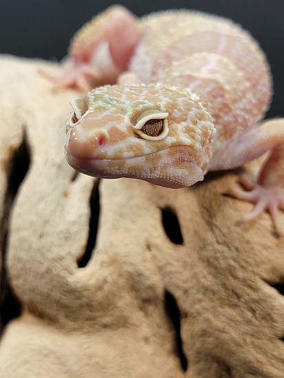 Tremper 50% Godzilla Leopard Gecko by Mythical Reptiles
