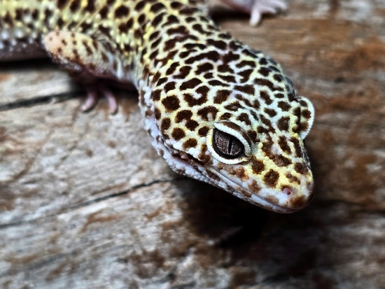 Pet Only Leopard Gecko by Mythical Reptiles