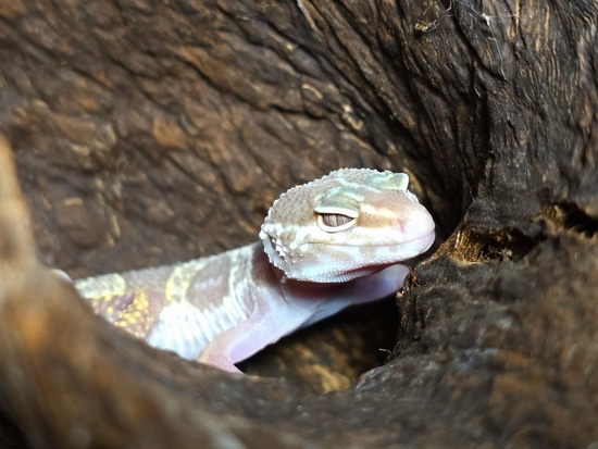 Tremper 75% Godzilla Leopard Gecko by Mythical Reptiles