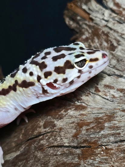 White And Yellow Mack Snow Leopard Gecko by Mythical Reptiles