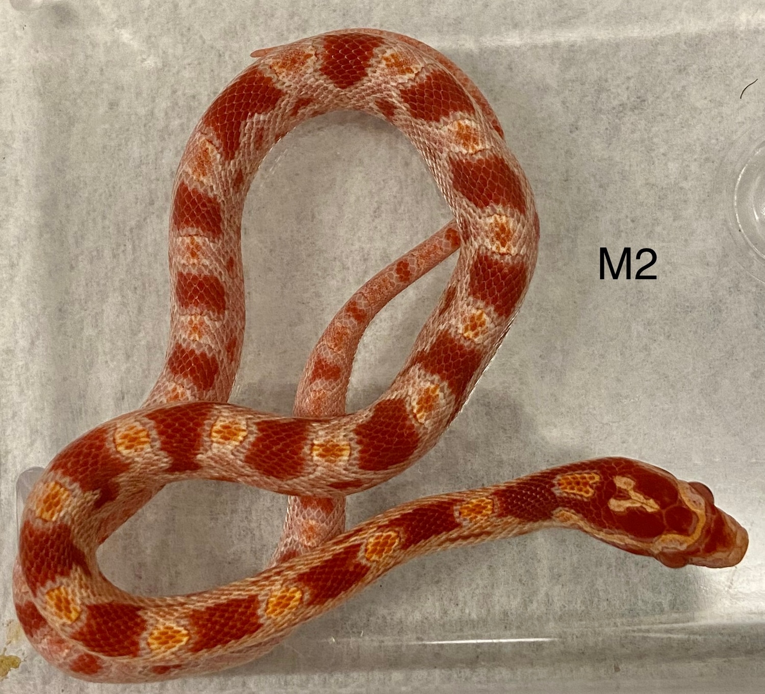 Reverse Okeetee Corn Snake by HydraHerps - MorphMarket