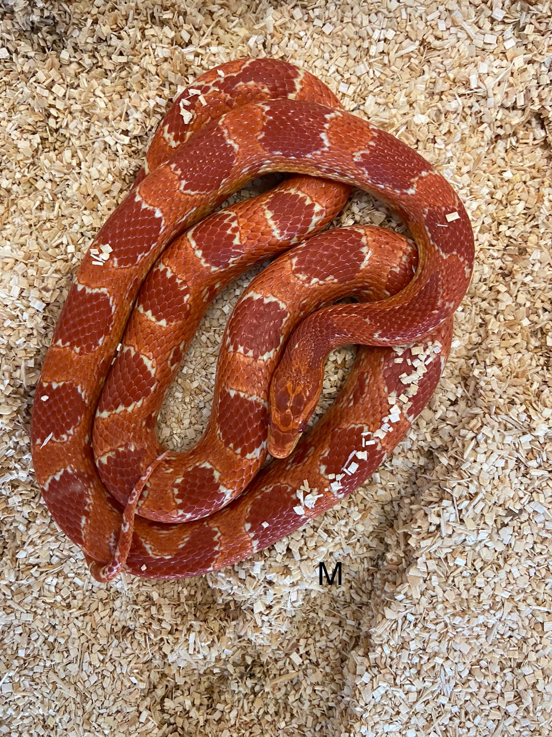 1.1 Sunrise Proven Pair Corn Snake by HydraHerps - MorphMarket