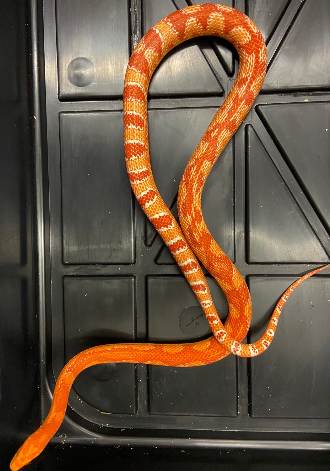 Amelanistic Aztec Corn Snake by HydraHerps - MorphMarket