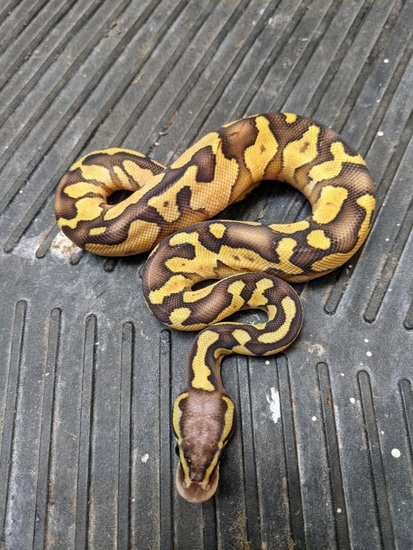 Lesser Firefly Ball Python by Hydra's Den Exotics