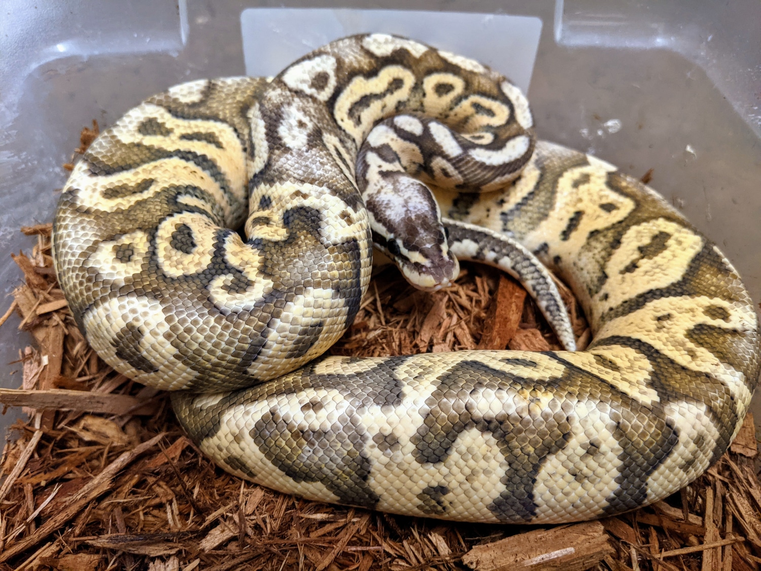 Superfly Ball Python by Hydra's Den Exotics - MorphMarket