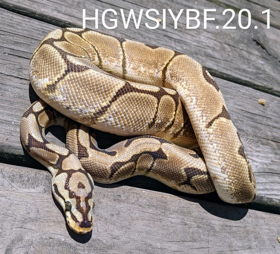 HGW Spider Yellowbelly Ball Python by Hydra's Den Exotics