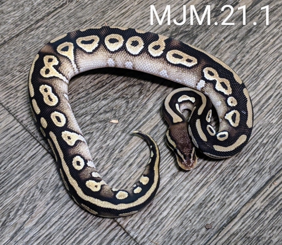 Mojave Het Pied Ball Python by Hydra's Den Exotics