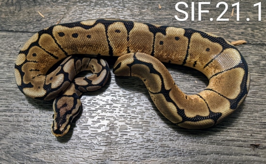 Spider Ball Python by Hydra's Den Exotics