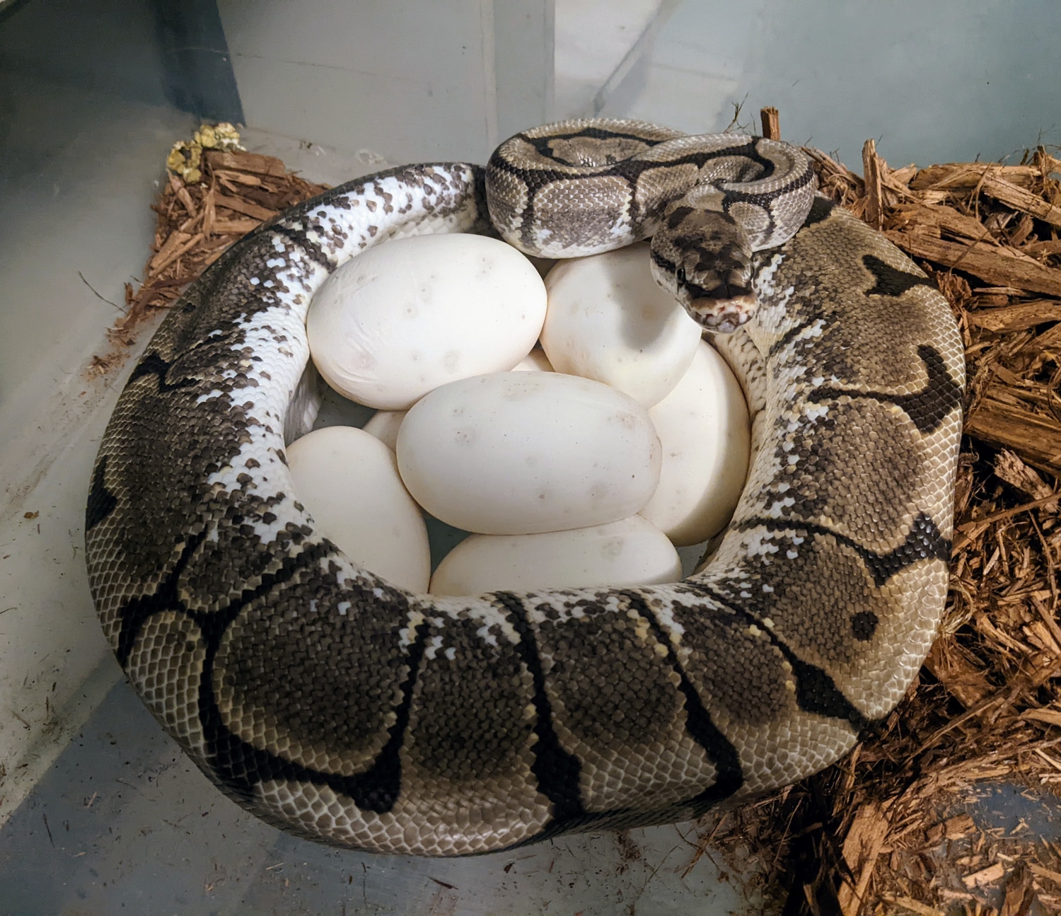 Charlotte Ball Python by Hydra's Den Exotics - MorphMarket