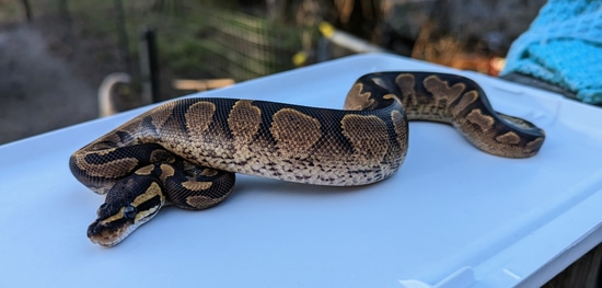 Yellowbelly Het Hypo Ball Python by Hydra's Den Exotics
