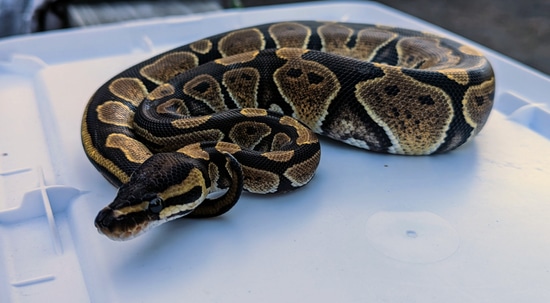 Yellowbelly Het Hypo Ball Python by Hydra's Den Exotics