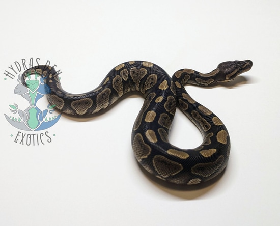 Mahogany 66% Het Dreamsicle Ball Python by Hydra's Den Exotics