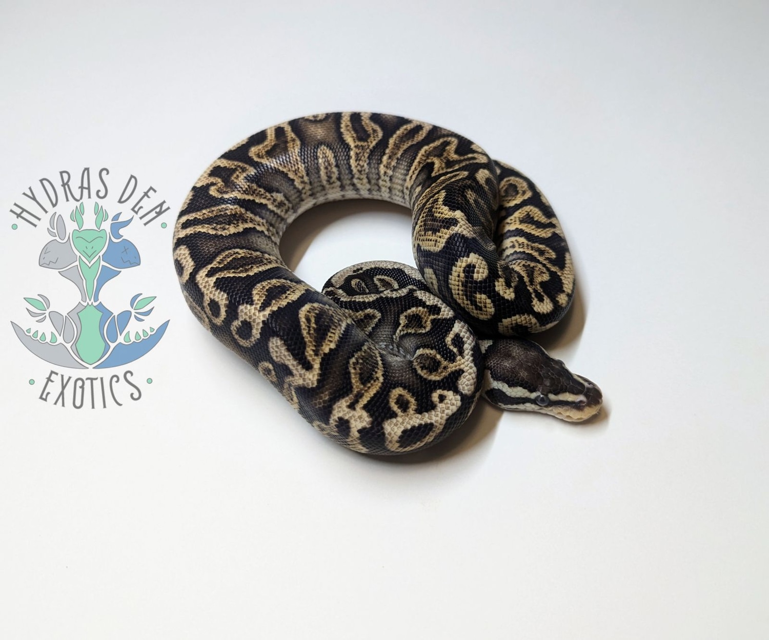 GHI Yellowbelly Pastel Ball Python by Hydra's Den Exotics - MorphMarket