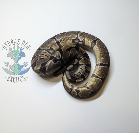 Enchi Pos Het Clown Male Ball Python by Hydra's Den Exotics