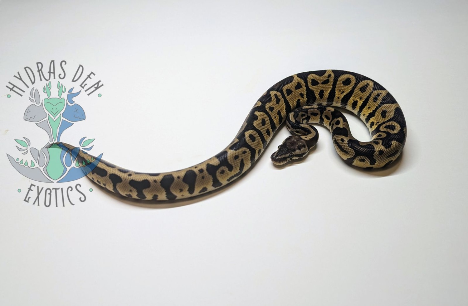 Leopard Pastel Ball Python by Hydra's Den Exotics - MorphMarket