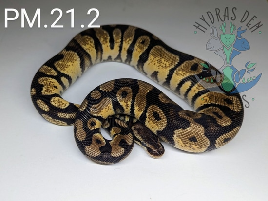 Pastel Ball Python by Hydra's Den Exotics