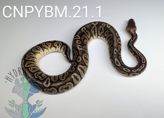 Yellowbelly Pewter Ball Python by Hydra's Den Exotics