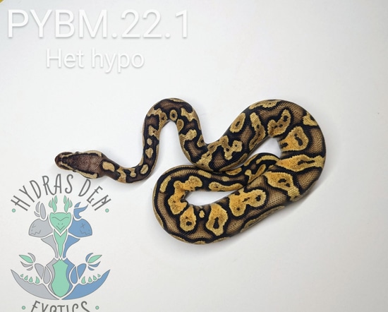 Pastel YB Het Hypo Ball Python by Hydra's Den Exotics