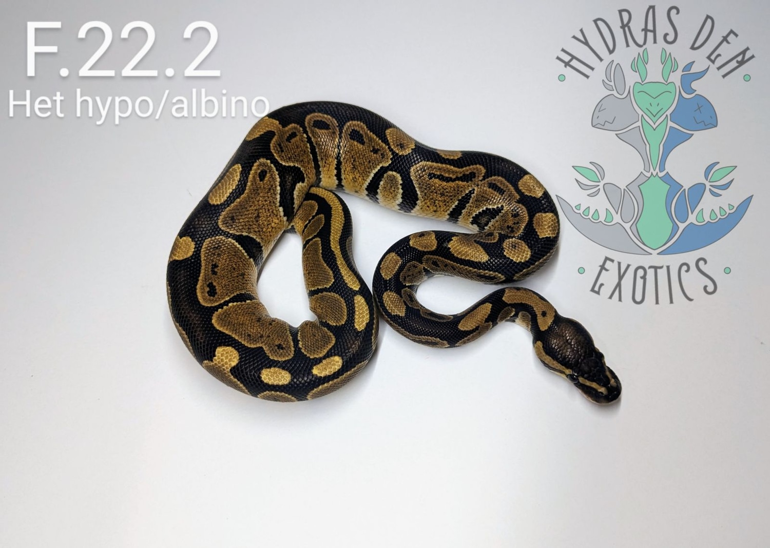 Het Albino/hypo Ball Python by Hydra's Den Exotics - MorphMarket