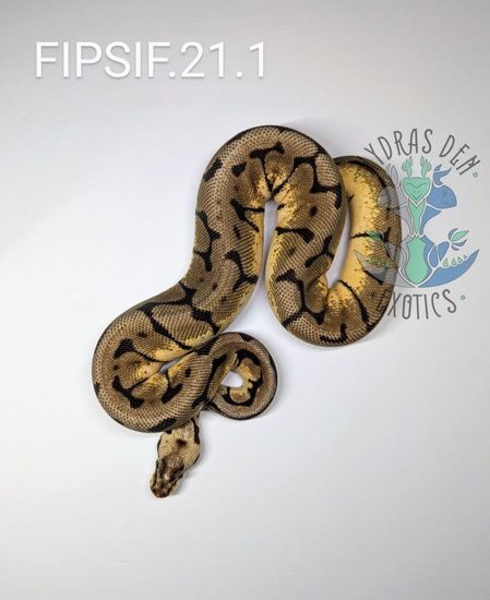 Firebee Ball Python by Hydra's Den Exotics